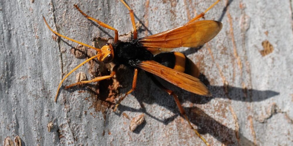 Trapdoor spider ‘stunt double’ study reveals summer wasp threat ...