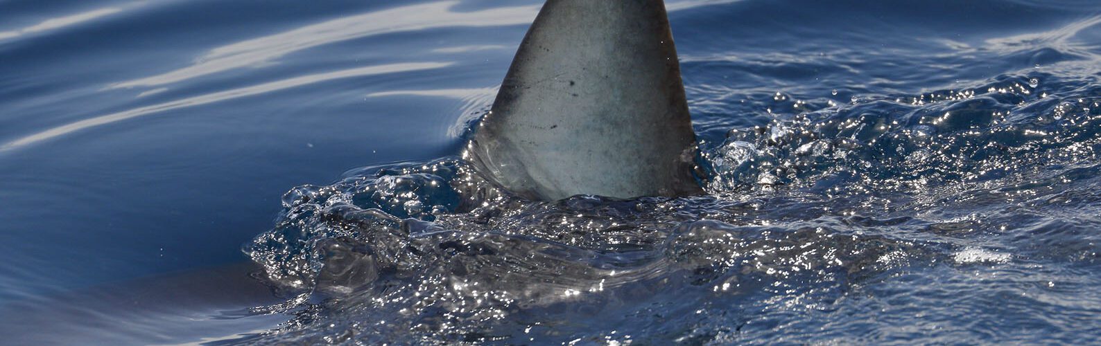 3D imaging of shark embryos reveals evolution of pelvic fins - Research ...