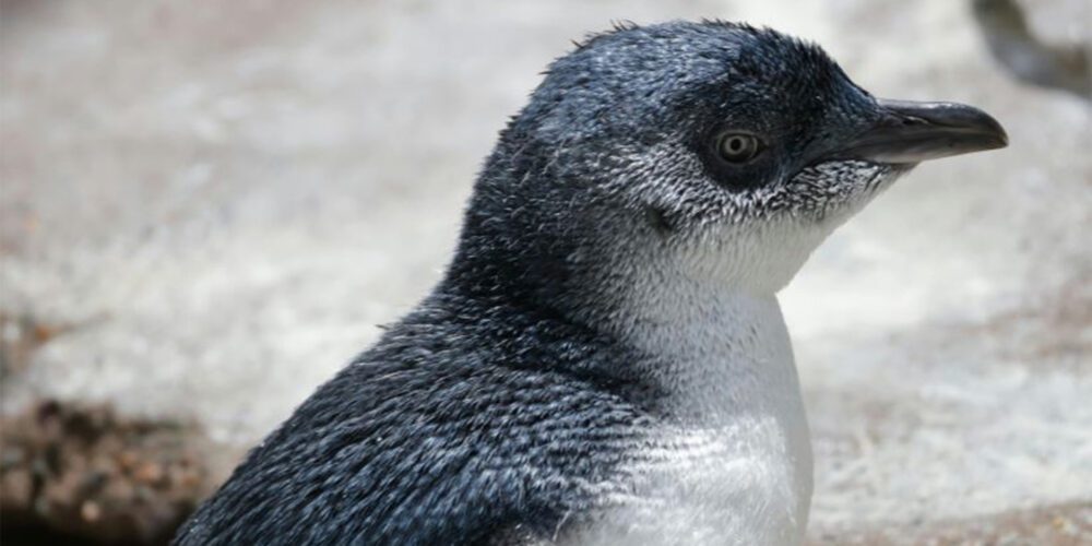 Listen up: New insights into little penguins’ sensitivity to noise ...